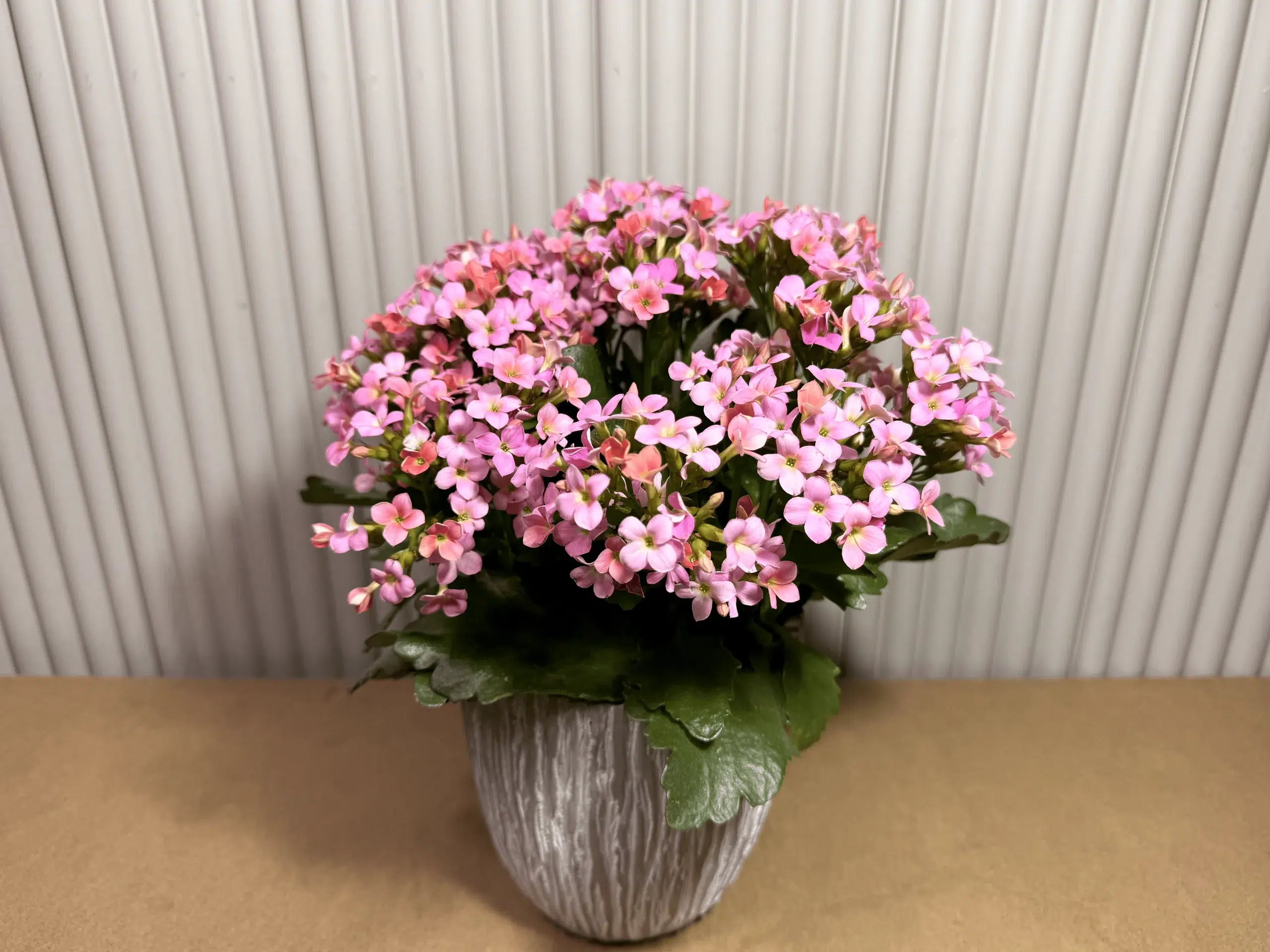 FLOAR משלוחי פרחים מהיום להיום בקלות דרך האתר🌷