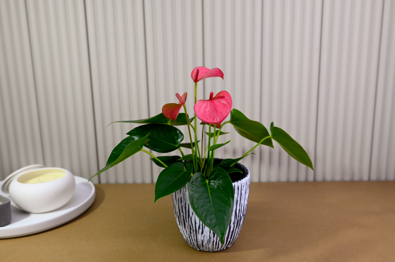 FLOAR משלוחי פרחים מהיום להיום בקלות דרך האתר🌷