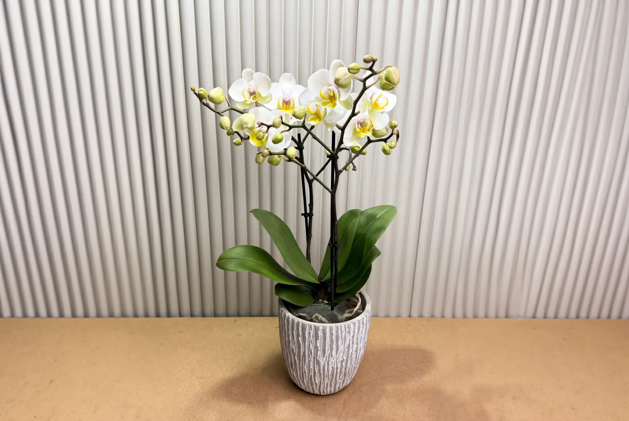 FLOAR משלוחי פרחים מהיום להיום בקלות דרך האתר🌷